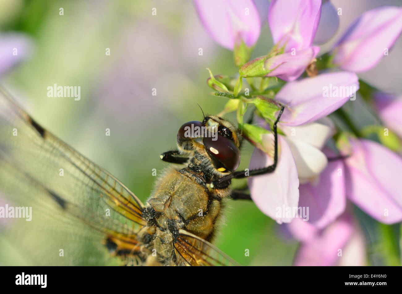 Dragonfly head hi-res stock photography and images - Alamy