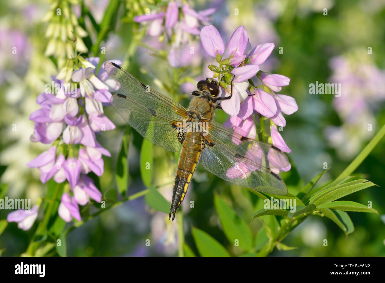 Dragonfly on flower Stock Photo - Alamy