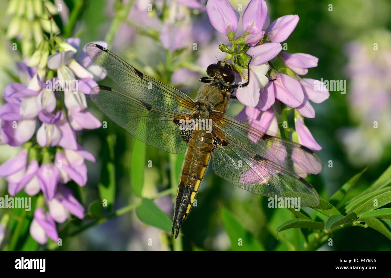 Dragonfly in sun Stock Photo - Alamy
