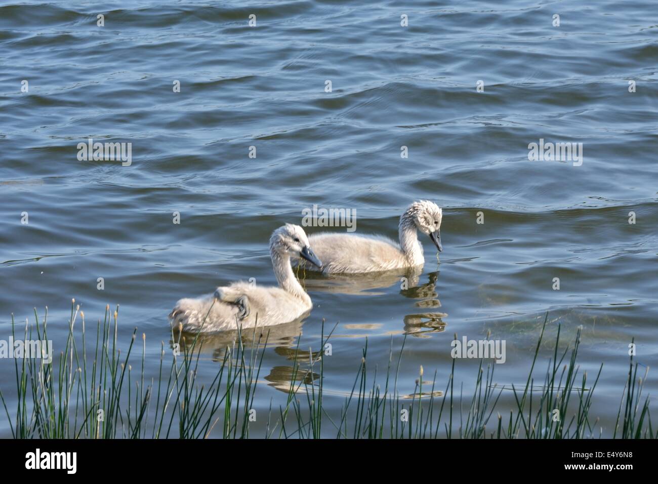 Two cygnets hi-res stock photography and images - Alamy