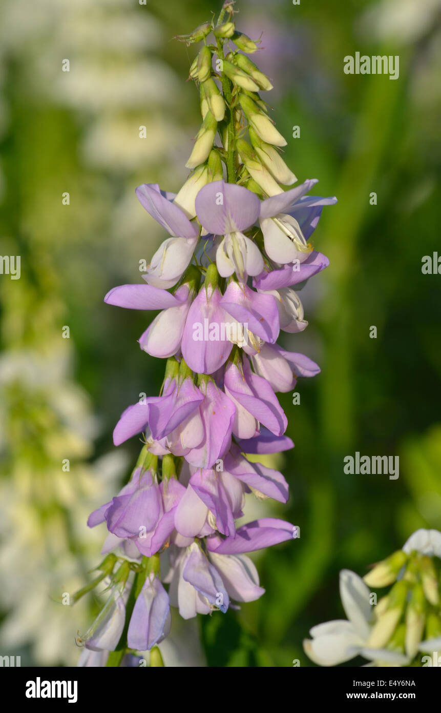 Cow vetch flowers hi-res stock photography and images - Alamy