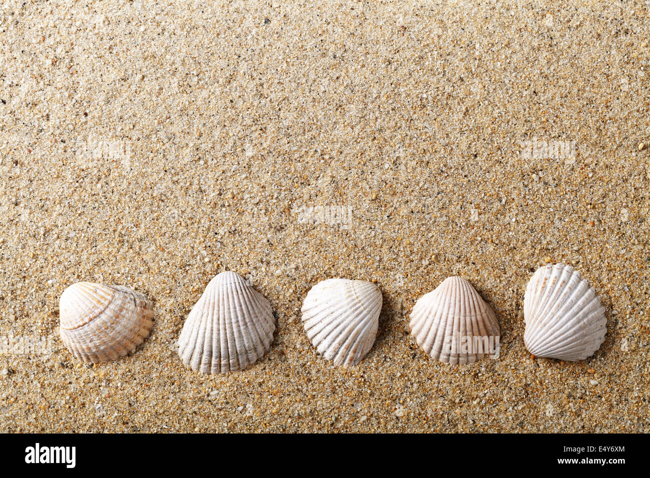 Fragile shells hi-res stock photography and images - Alamy