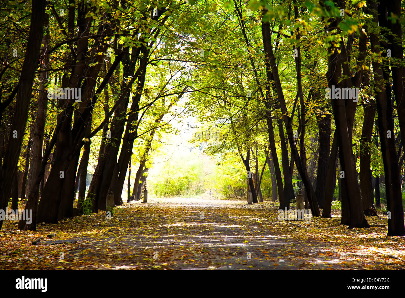 Pathway in sunlight shadow hi-res stock photography and images - Alamy