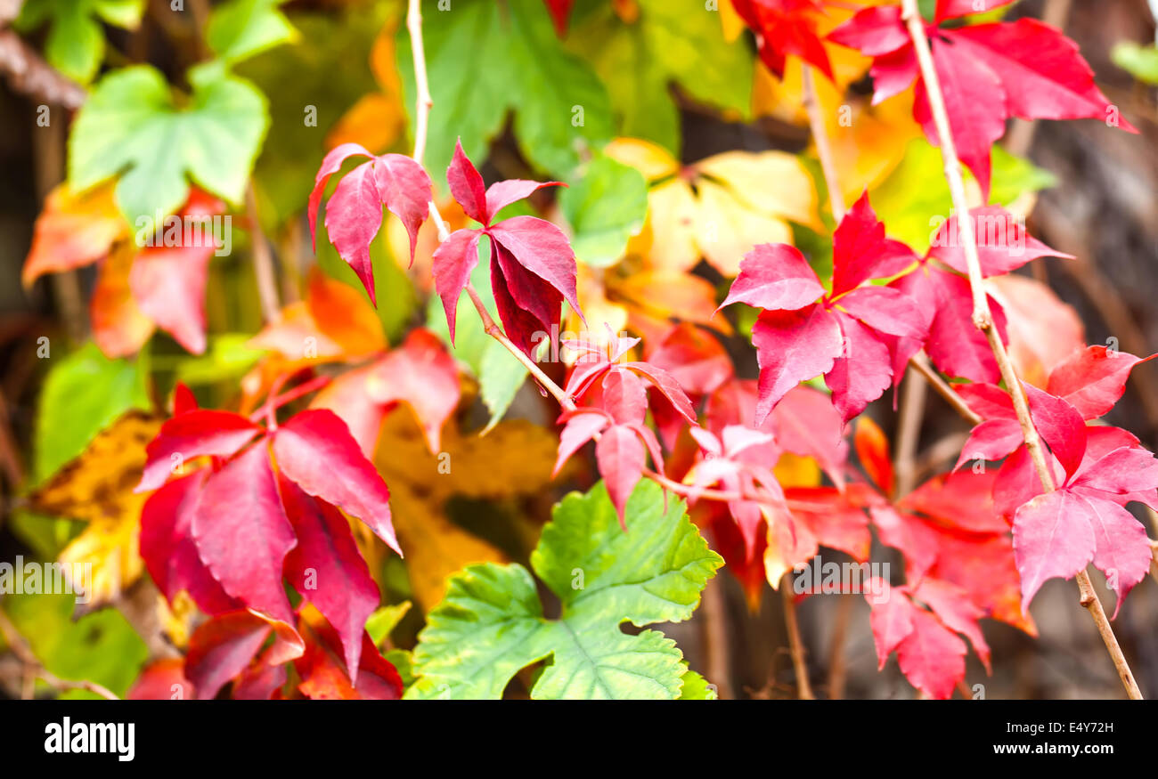 Autumnal red and green foliage Stock Photo - Alamy