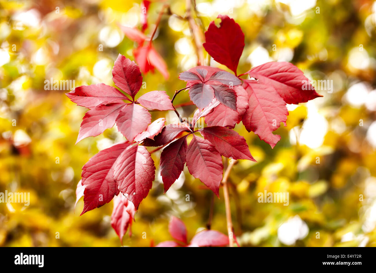 Branch with red leaves in september Stock Photo - Alamy