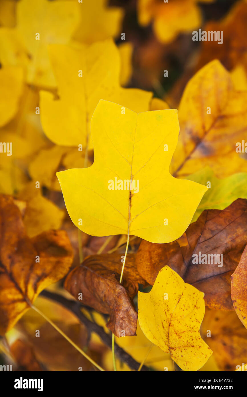 Yellow autumn leaf on leaves background Stock Photo - Alamy