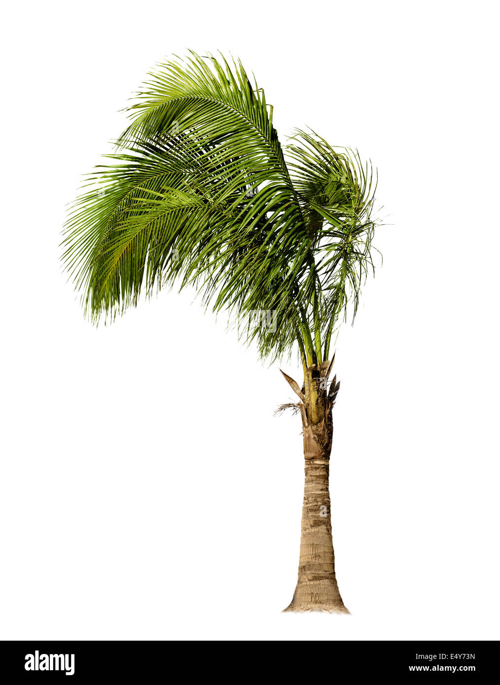 Palm Tree Isolated Stock Photo - Alamy