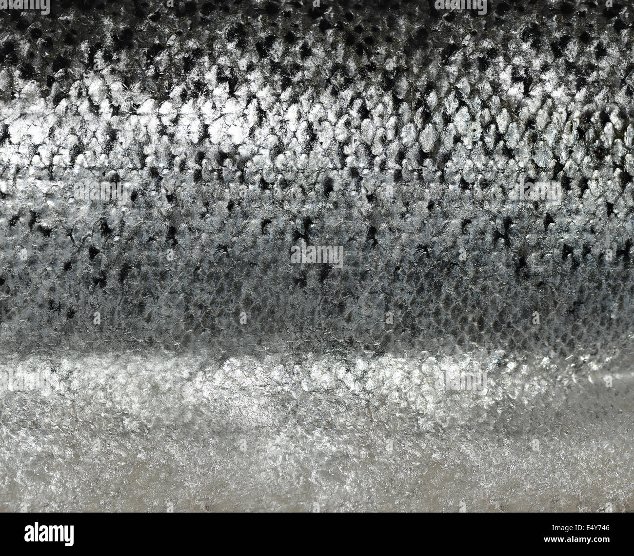 Salmon Scales ,Close Up Stock Photo - Alamy