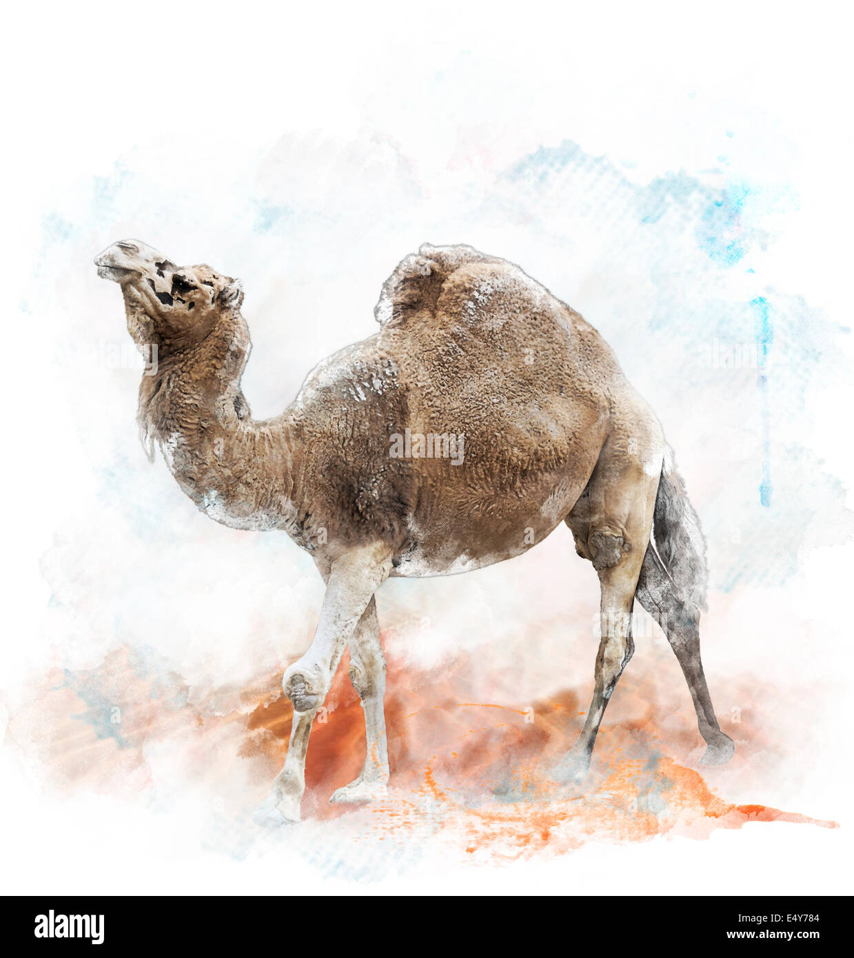 Watercolor Digital Painting Of Single-Humped Camel Stock Photo - Alamy