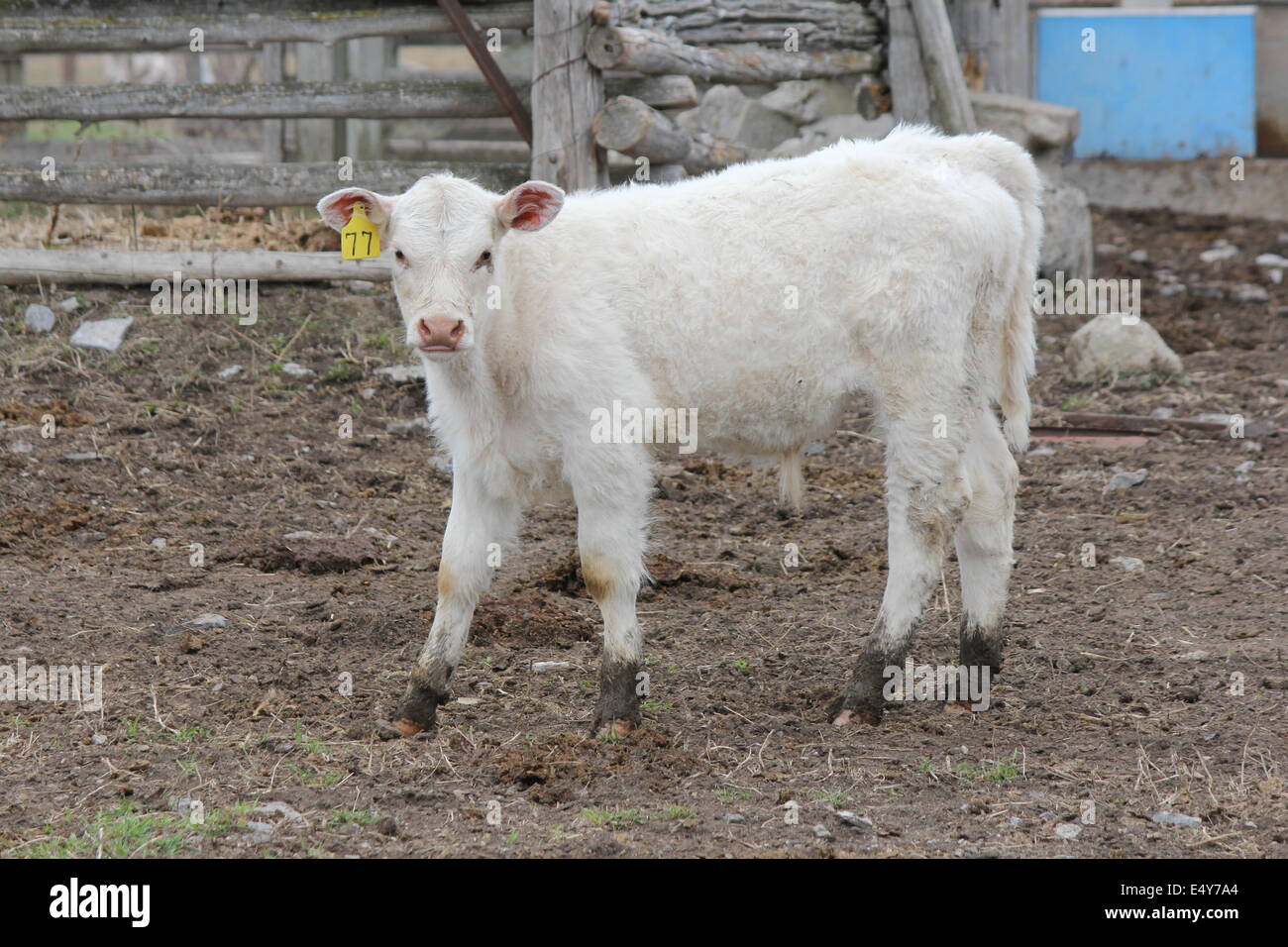 Little white cow standing in a small corral area by farm buildings ...