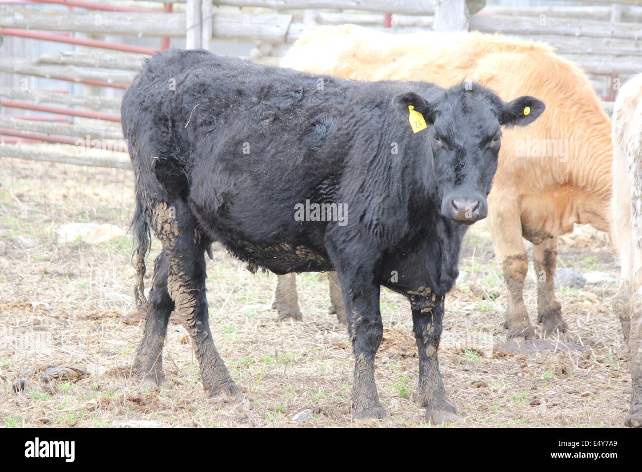 Black cow standing in a small corral area by farm buildings Stock Photo ...