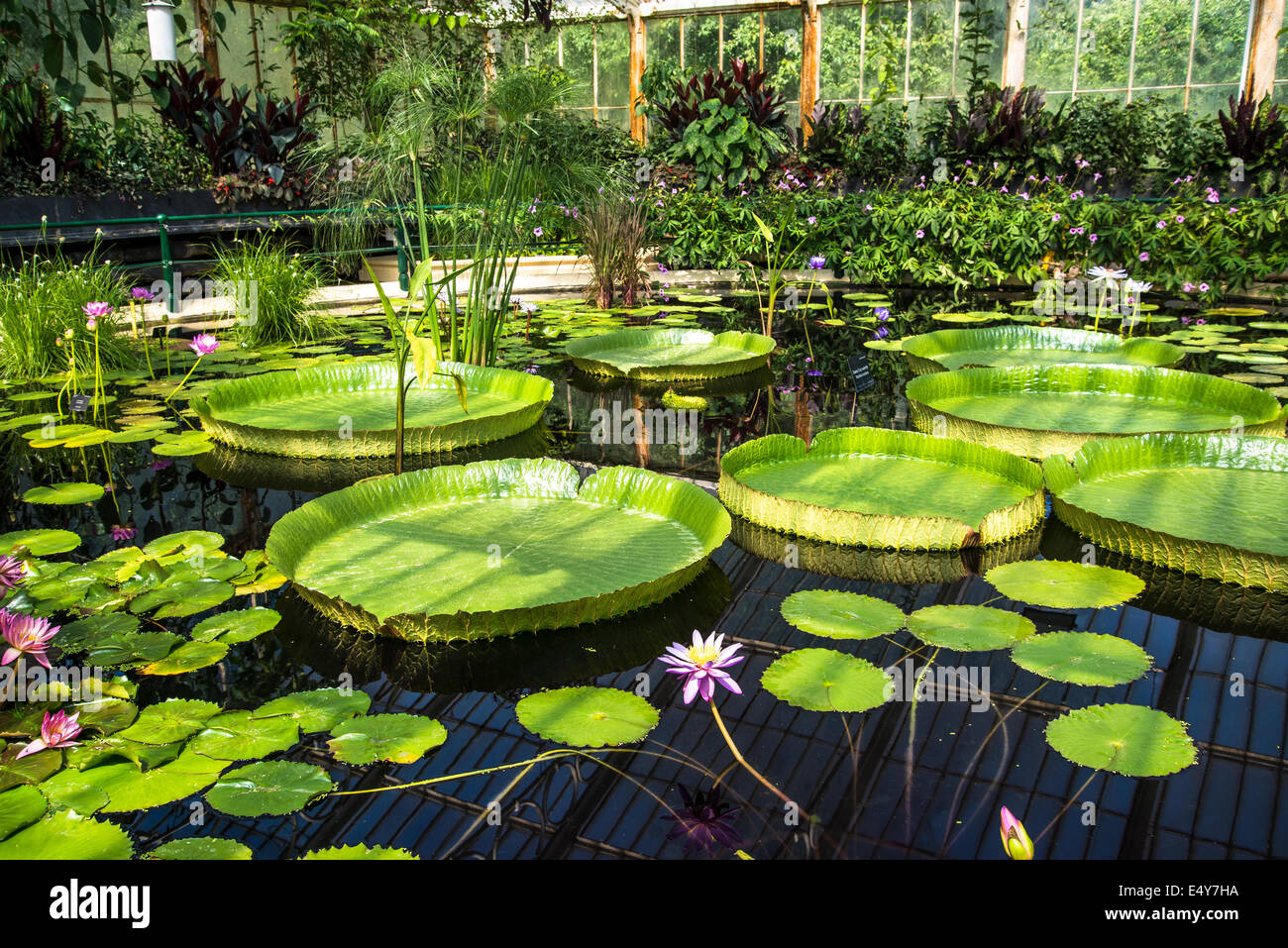 Water Lilies In Kew Gardens at Penny Troche blog