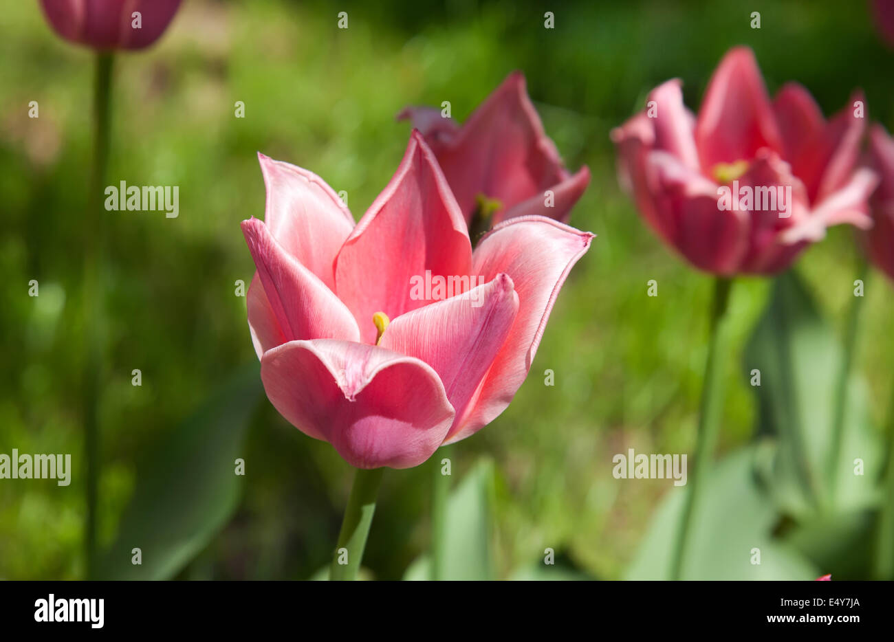 Pink tulip close view Stock Photo - Alamy
