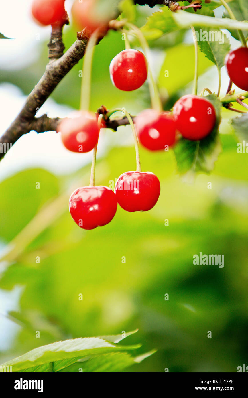 Stone berry tree hi-res stock photography and images - Alamy