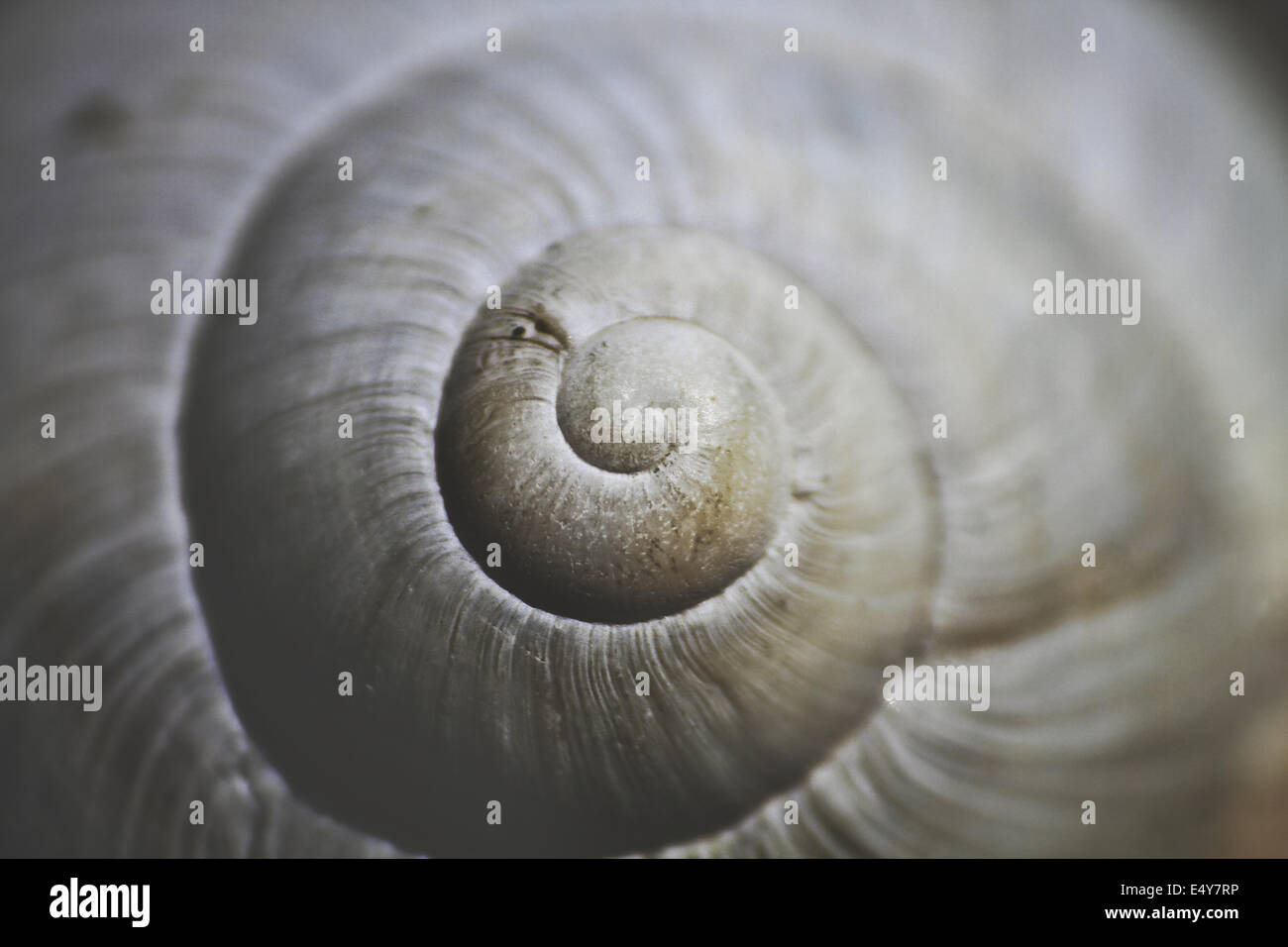 Snail shell geometry hi-res stock photography and images - Alamy