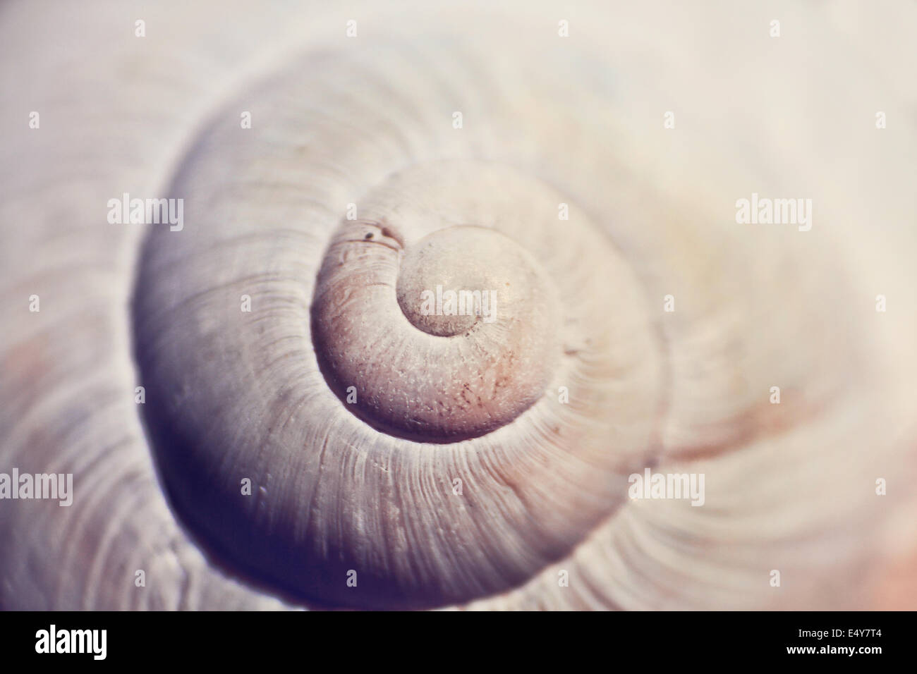 Fibonacci shell hi-res stock photography and images - Alamy