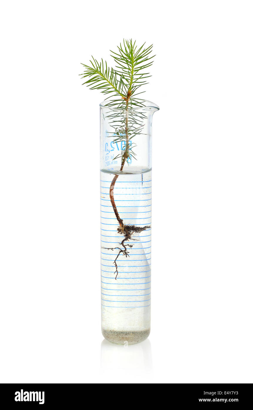 Tube test flask Cut Out Stock Images & Pictures - Alamy