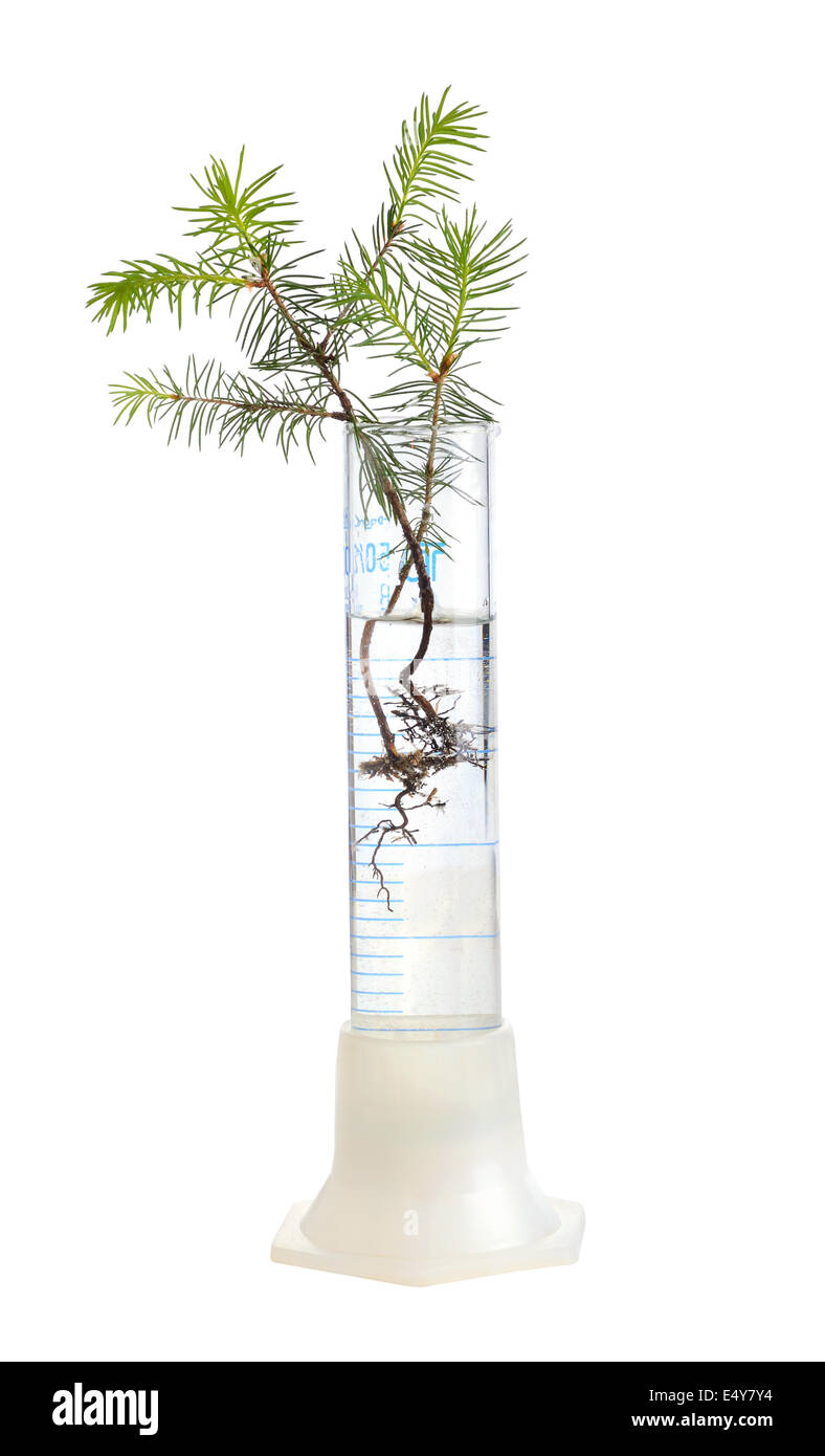 Branch spruce tree water Cut Out Stock Images & Pictures - Alamy