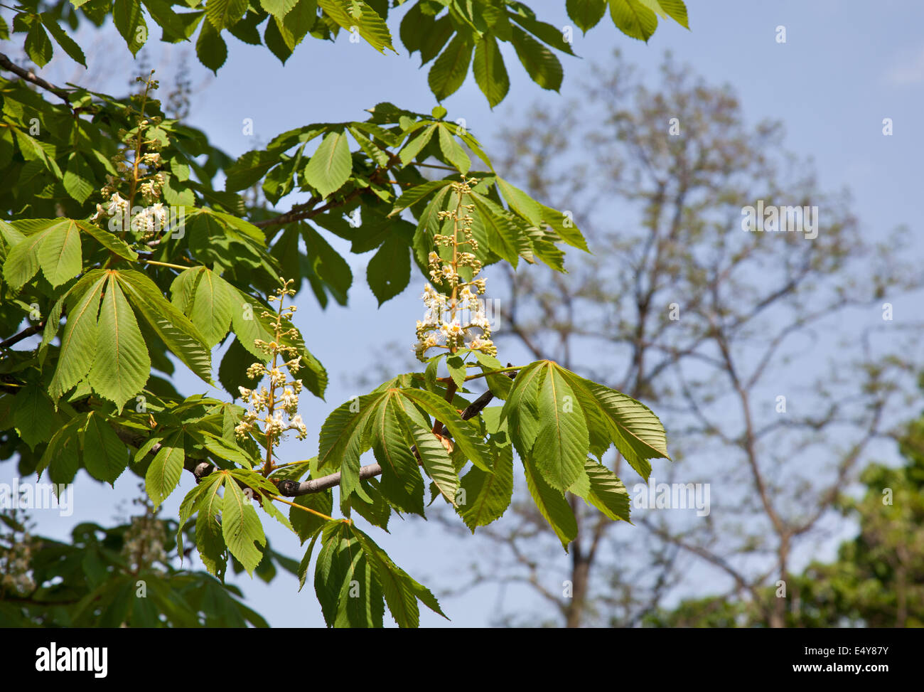 Vibrant chestnut hi-res stock photography and images - Alamy