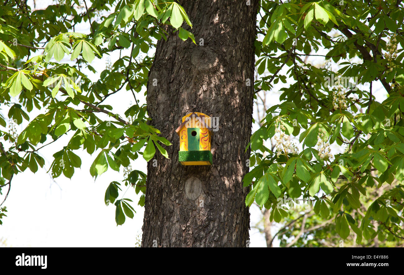 Yellow box tree hi-res stock photography and images - Alamy