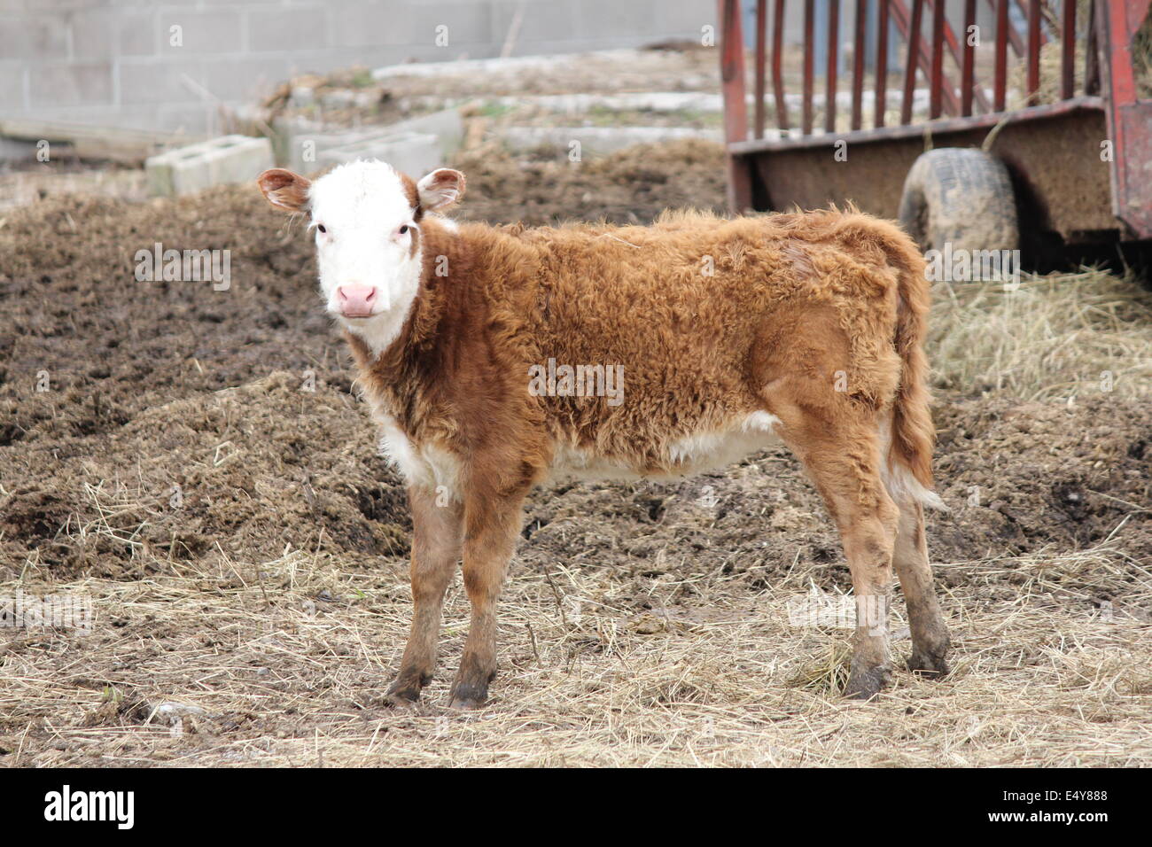 Brown with White calf standing in a small corral area by farm buildings ...