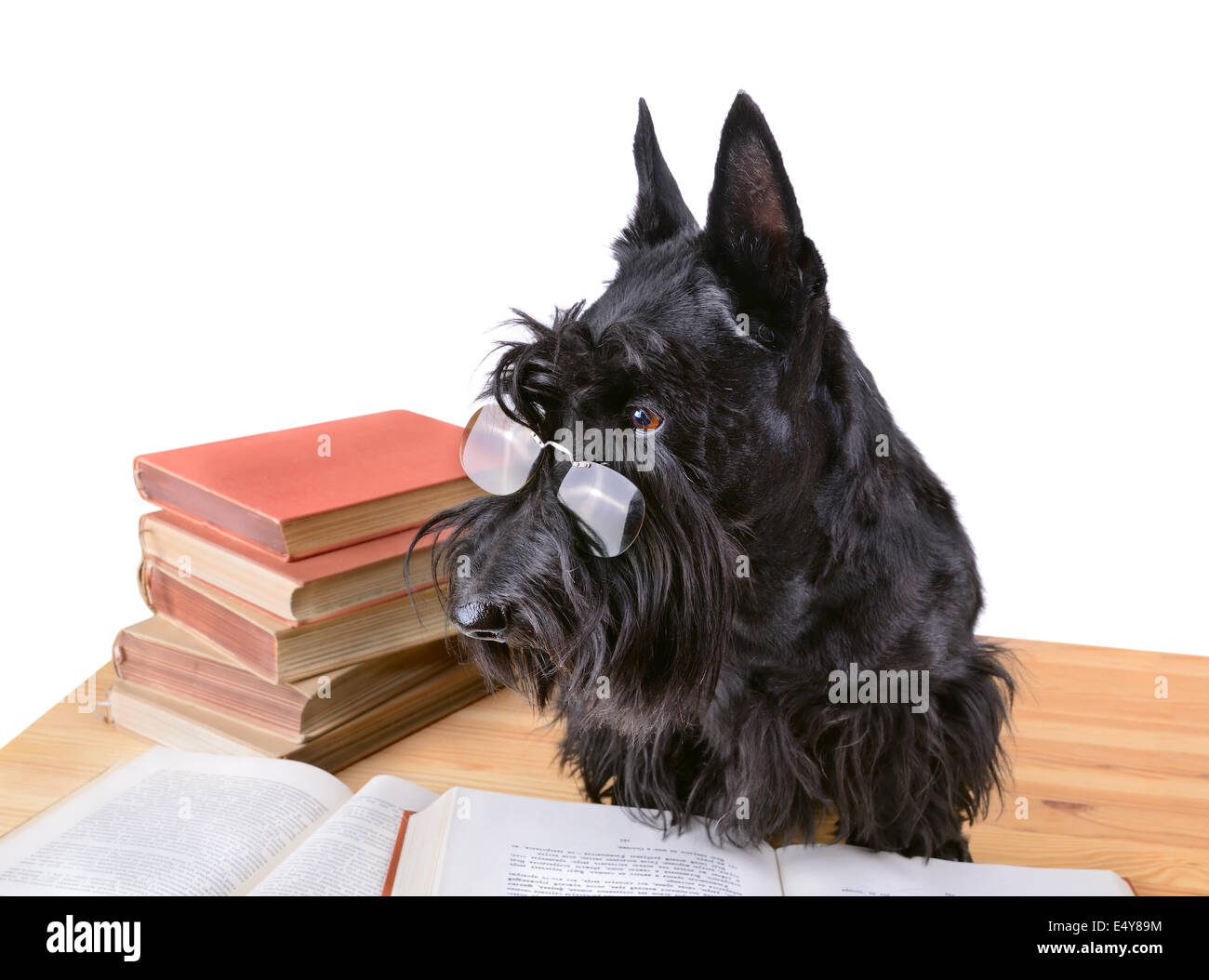 Portrait of reading dog Stock Photo - Alamy