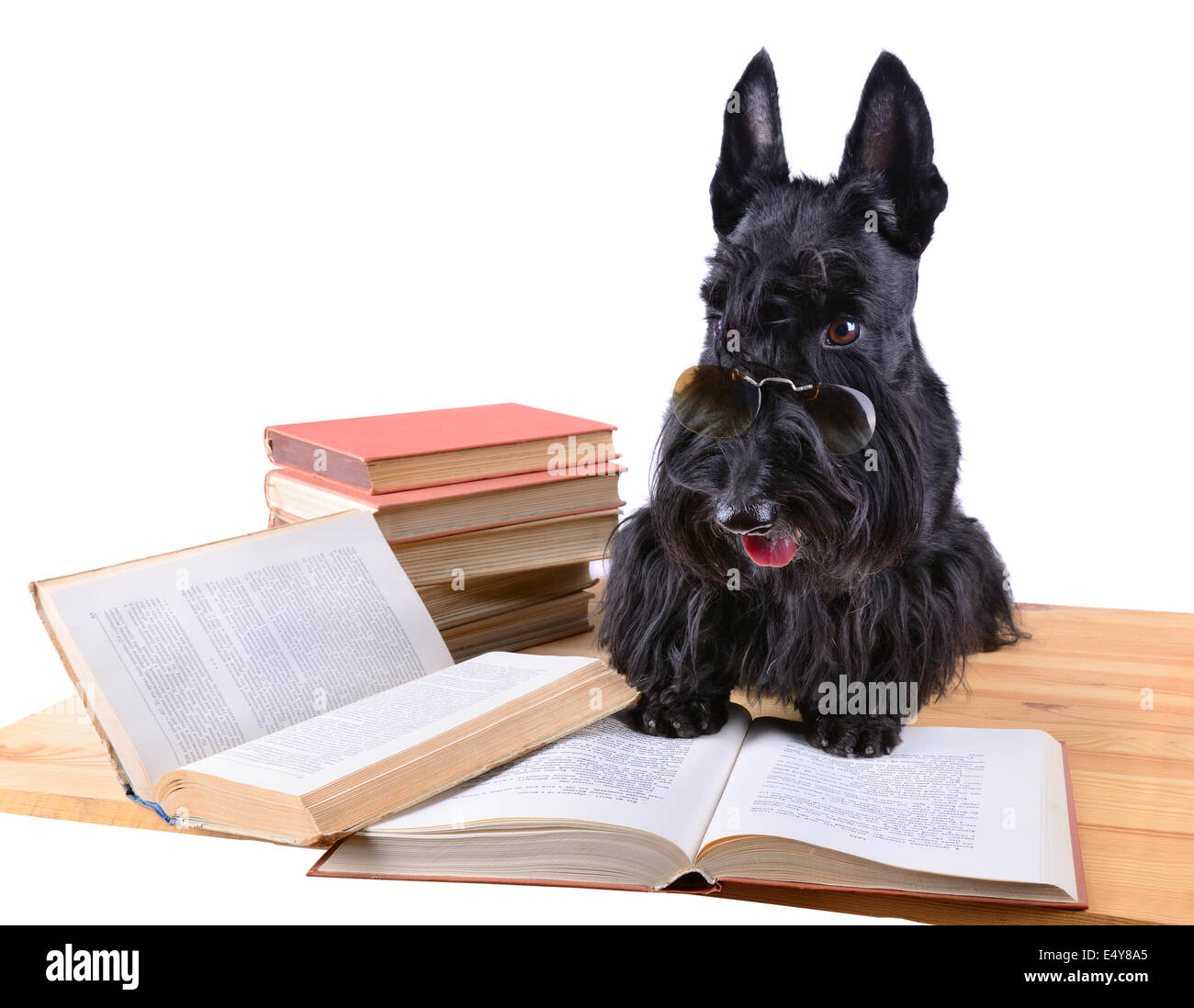 Dog with books Stock Photo - Alamy