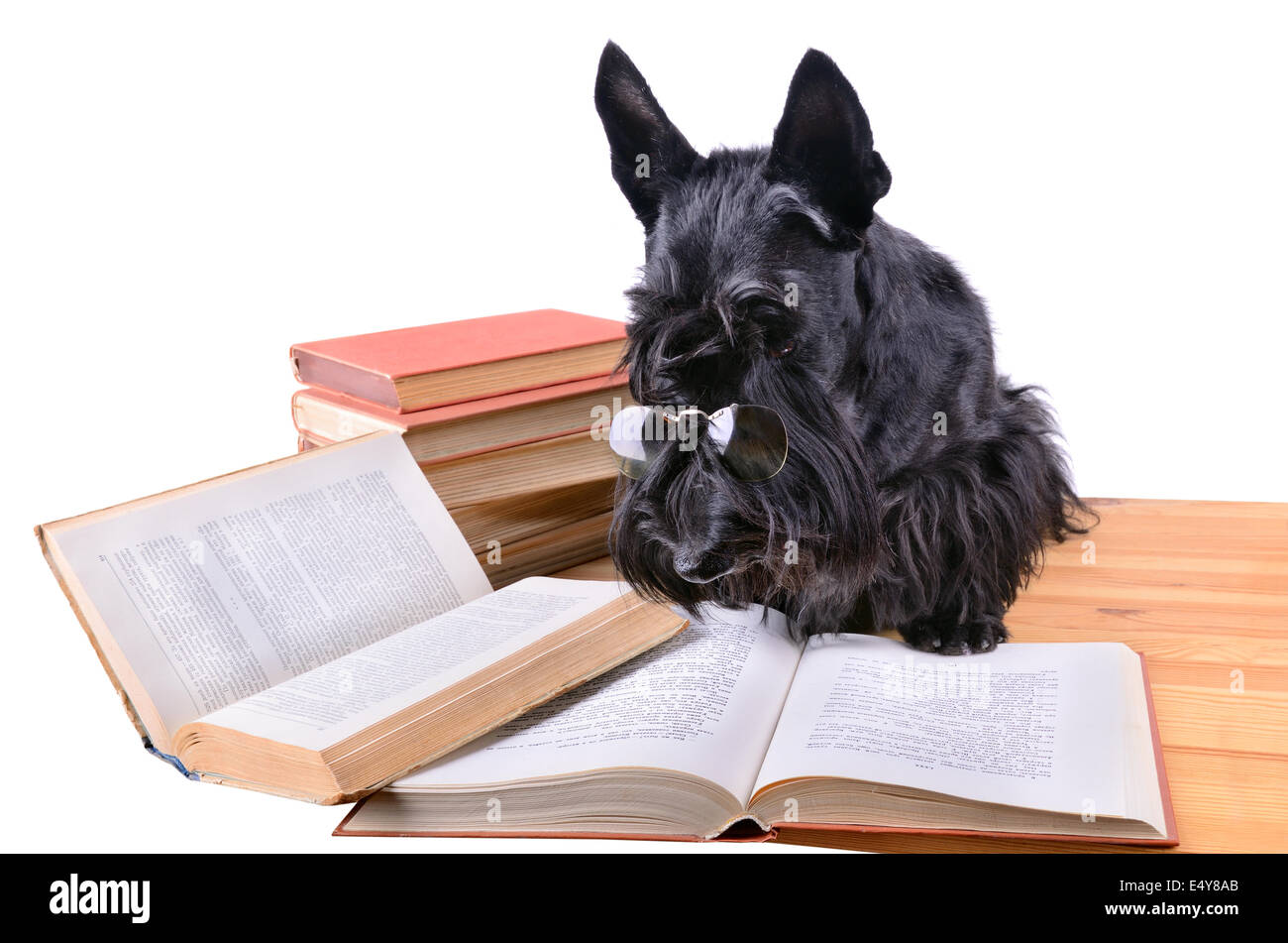 Reading with his dog hi-res stock photography and images - Alamy