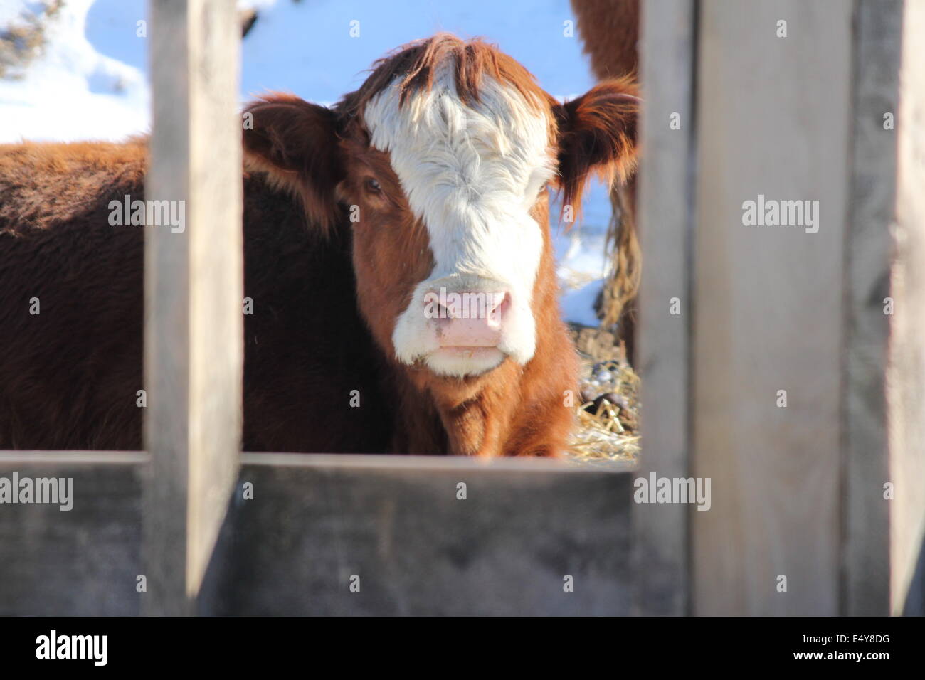 Transfer barrier hi-res stock photography and images - Alamy