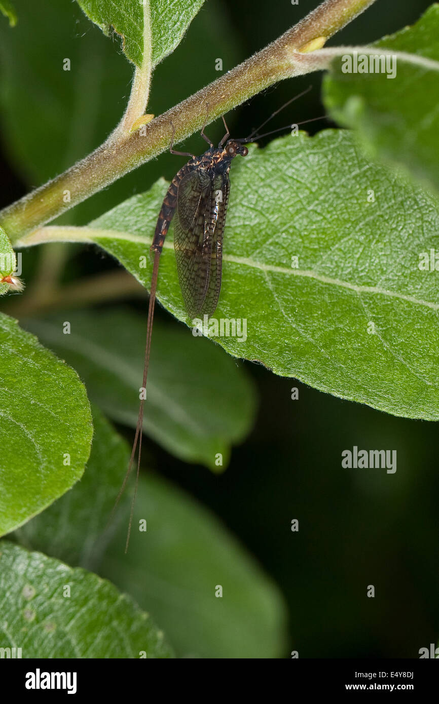 Mayflies hi-res stock photography and images - Alamy