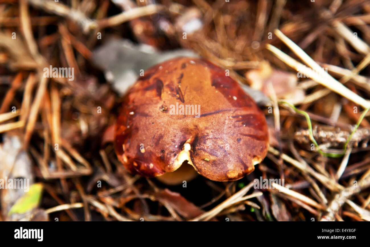Xerocomus mushroom in autumn forest Stock Photo - Alamy