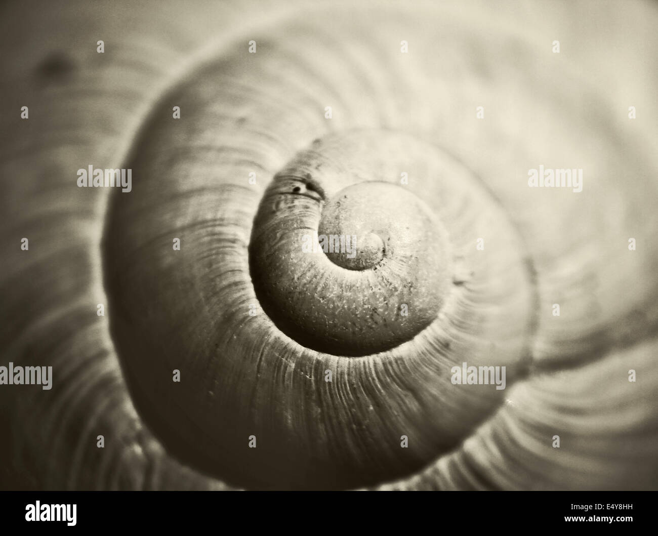Focused shell hi-res stock photography and images - Alamy
