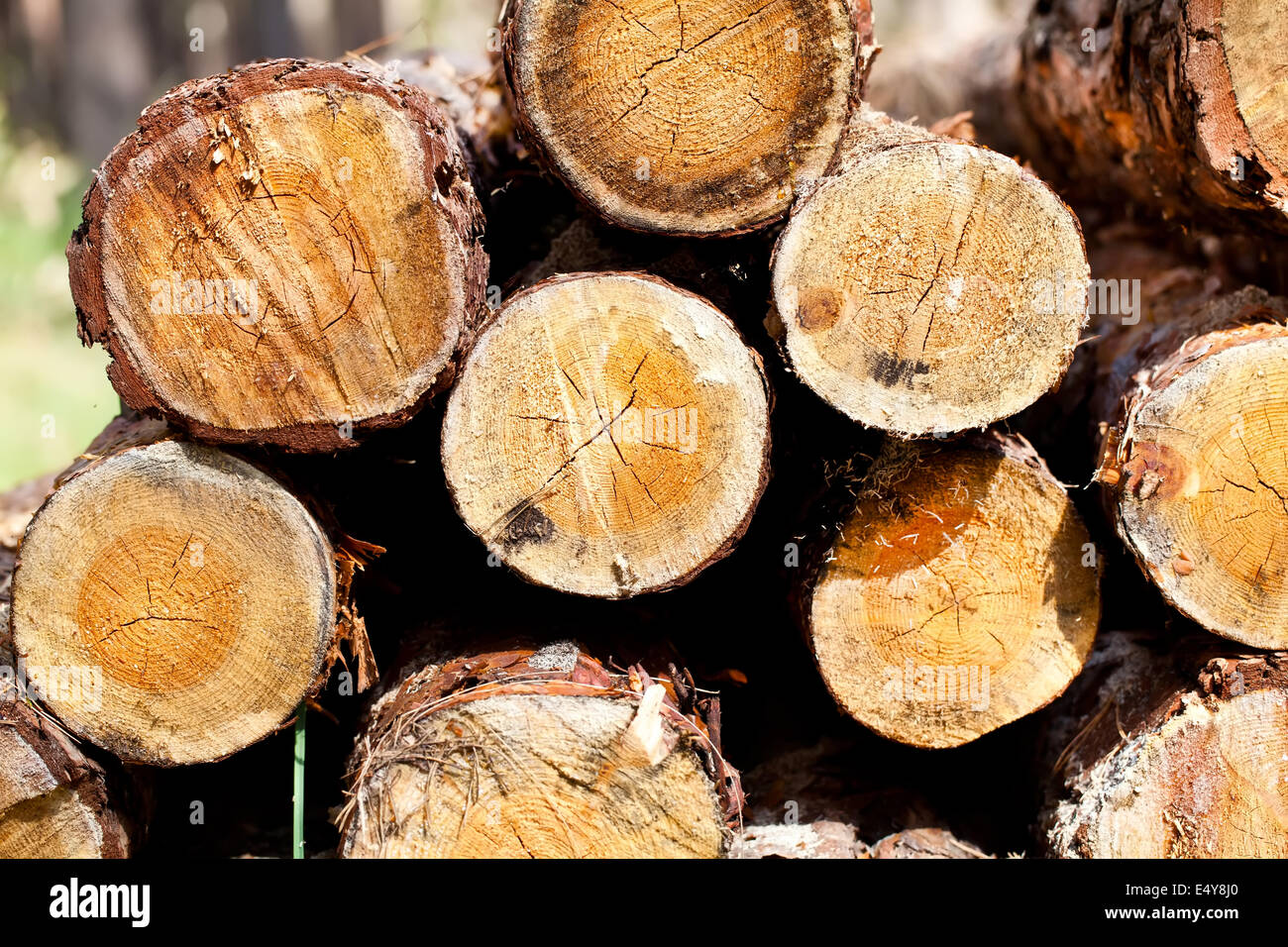 Wooden logs in forest Stock Photo - Alamy