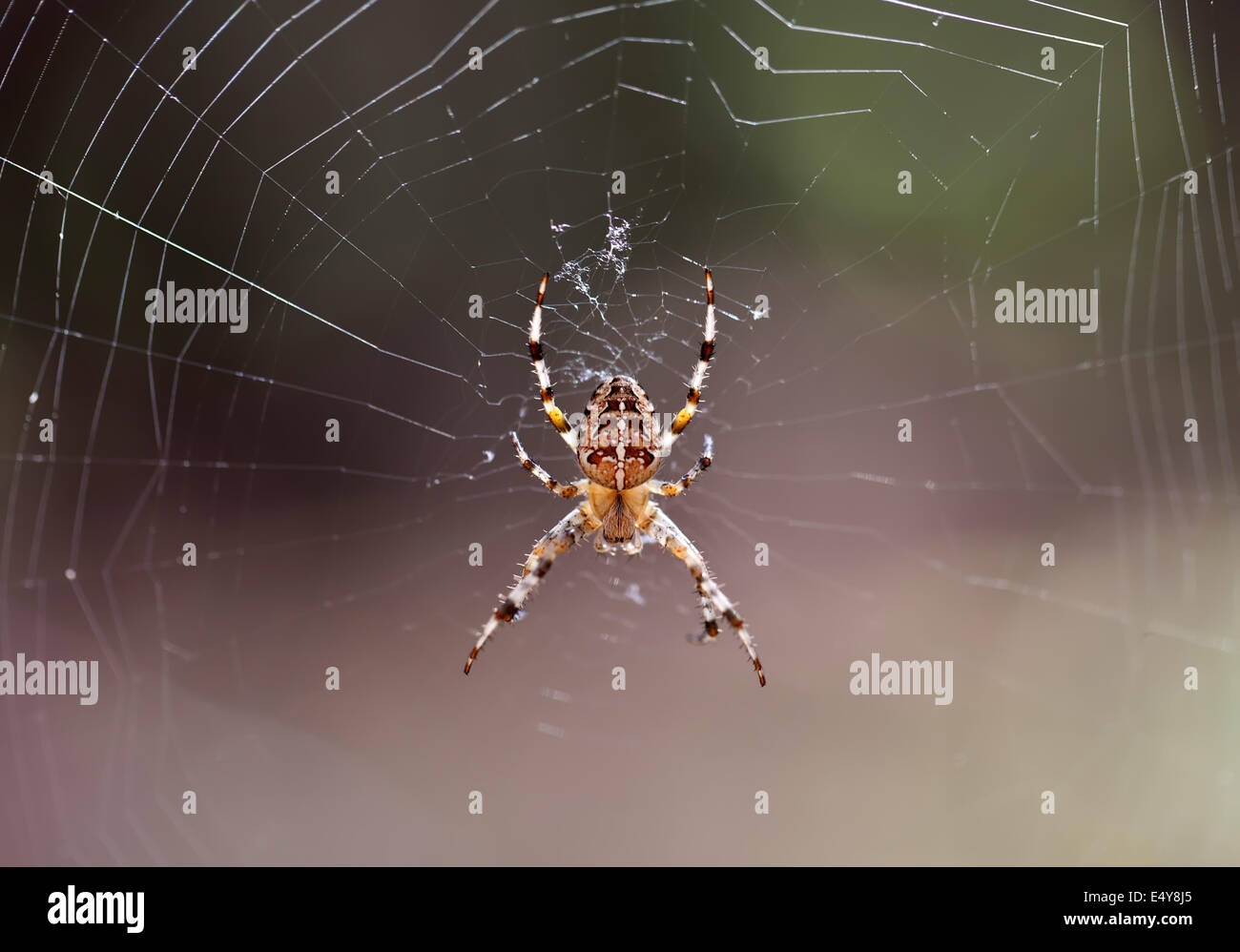 Wheel shaped web hi-res stock photography and images - Alamy