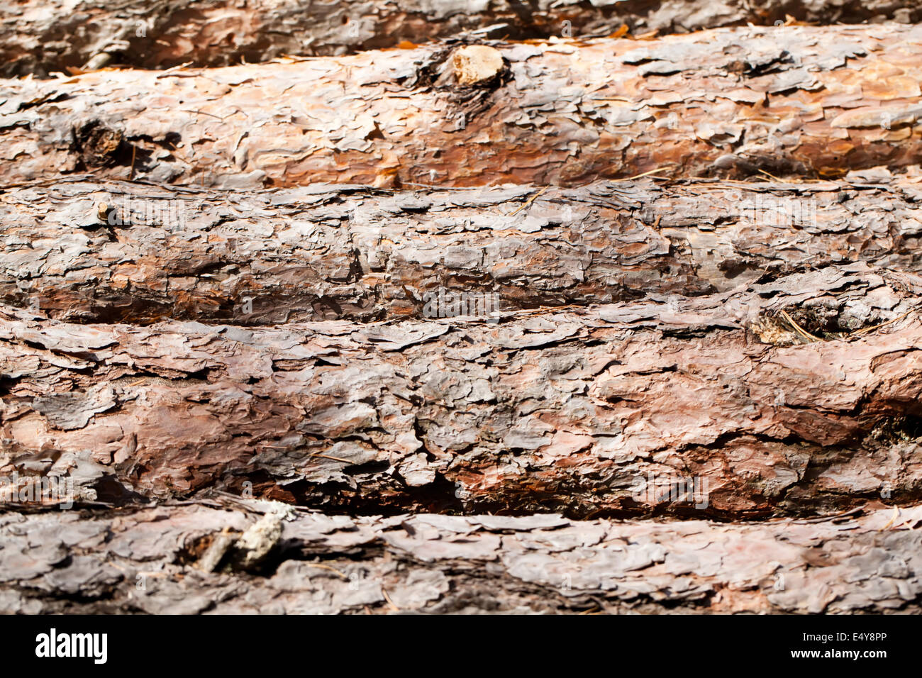 Pine logs horizontal view Stock Photo - Alamy