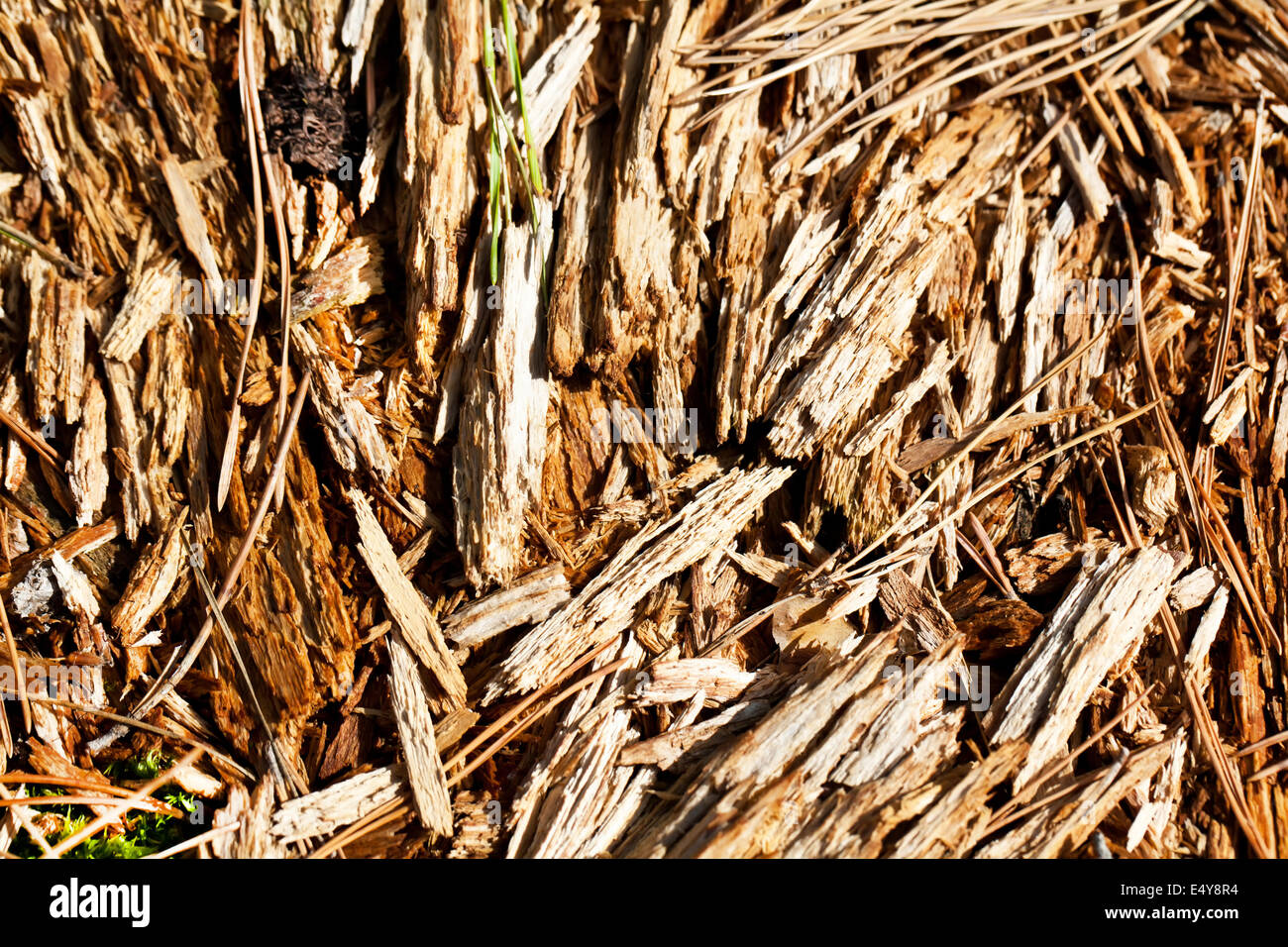 Pine sawdust texture Stock Photo - Alamy