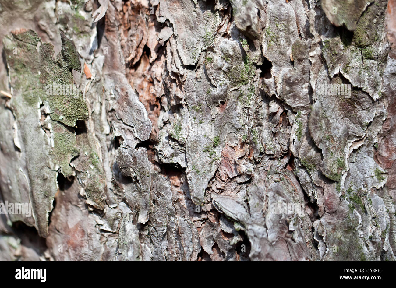 Grey bark hi-res stock photography and images - Alamy