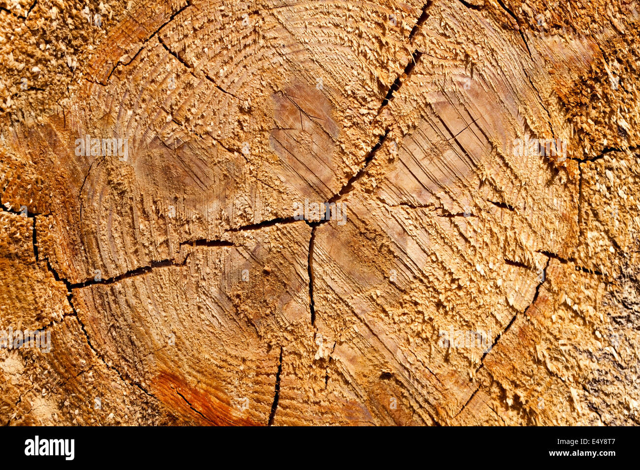 Tree stump texture background Stock Photo - Alamy