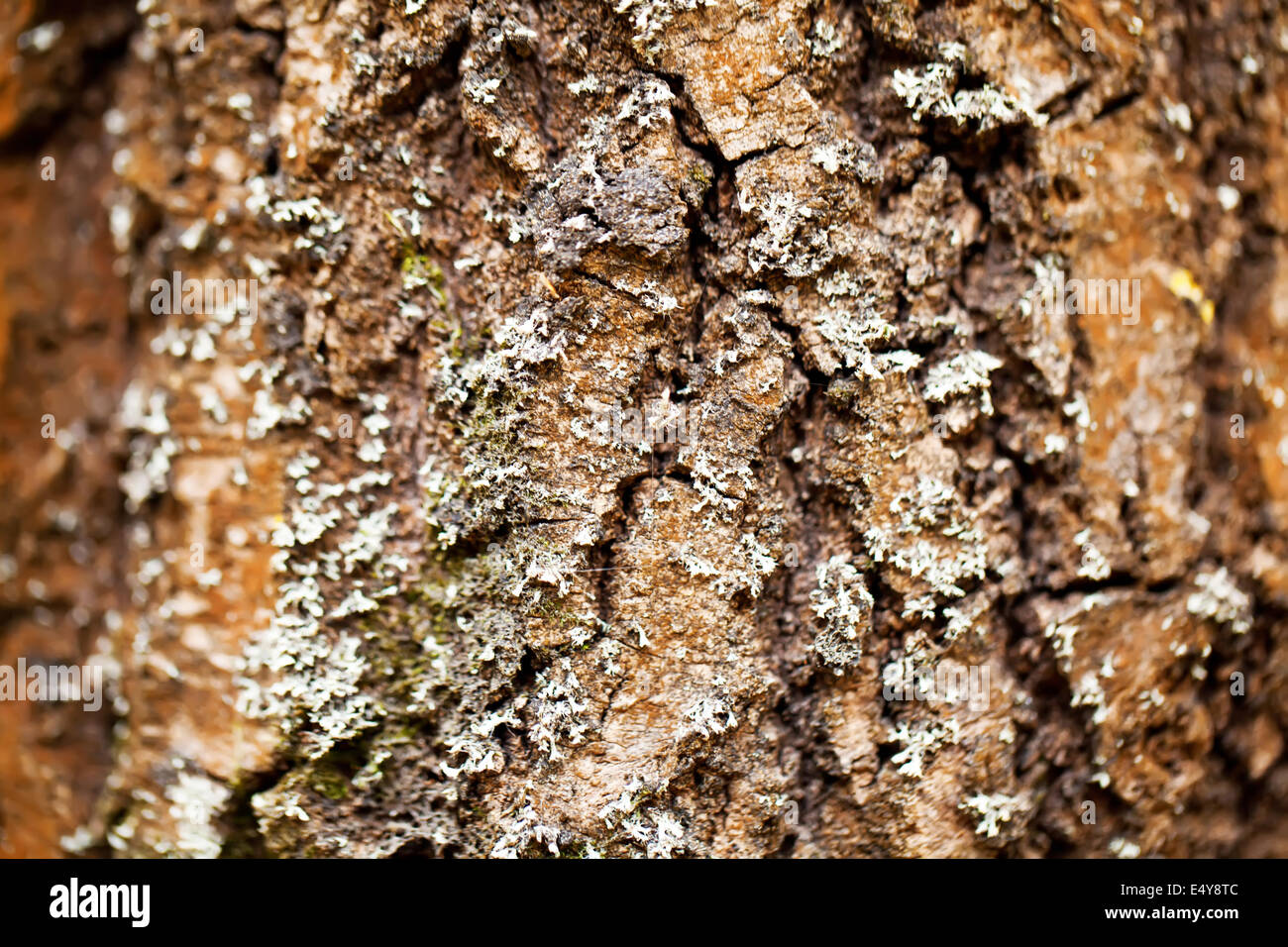 Bark view hi-res stock photography and images - Alamy