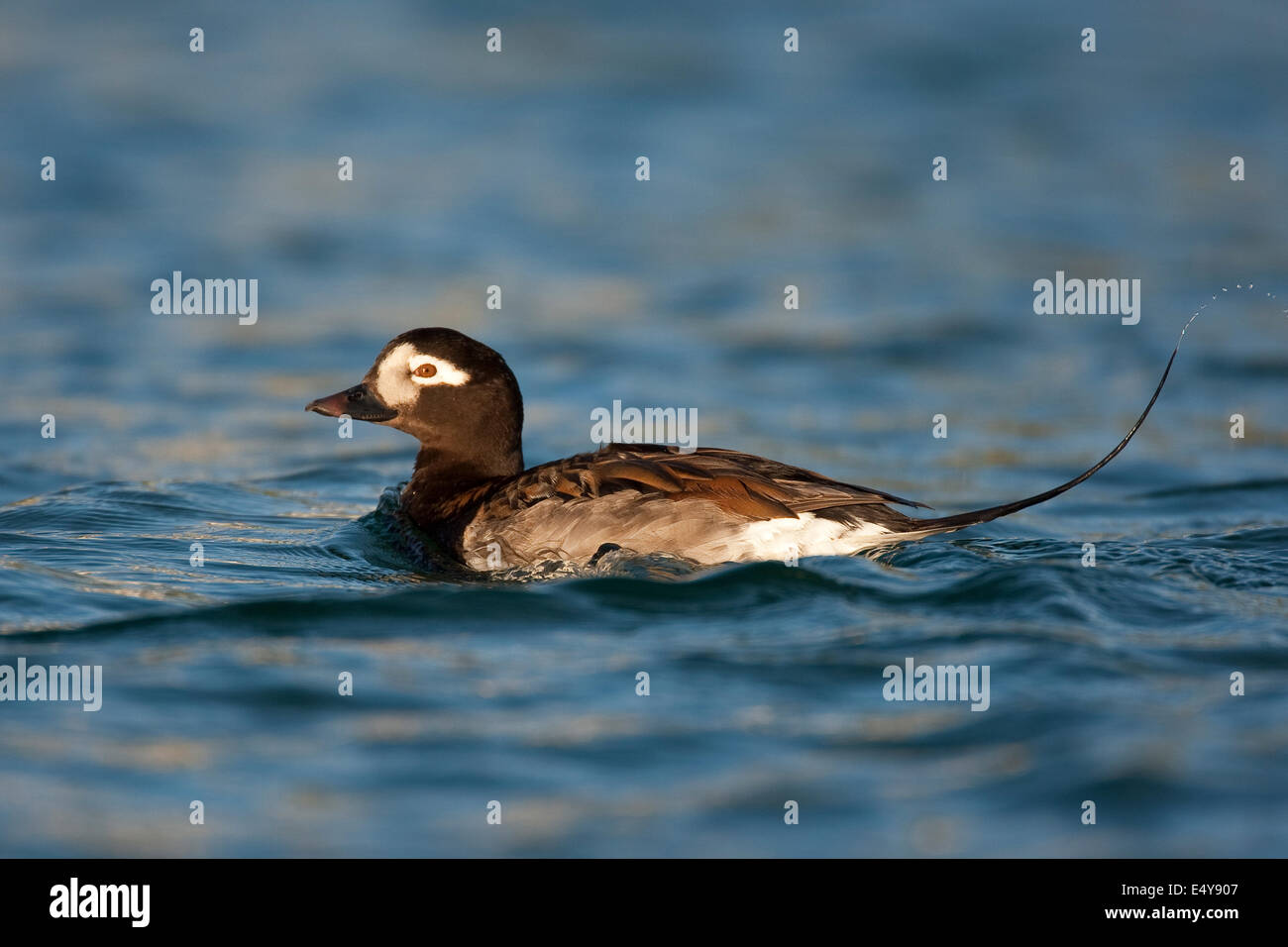 Long-tailed duck, oldsquaw, oldsquaw duck, male, Eisente, Eis-Ente ...