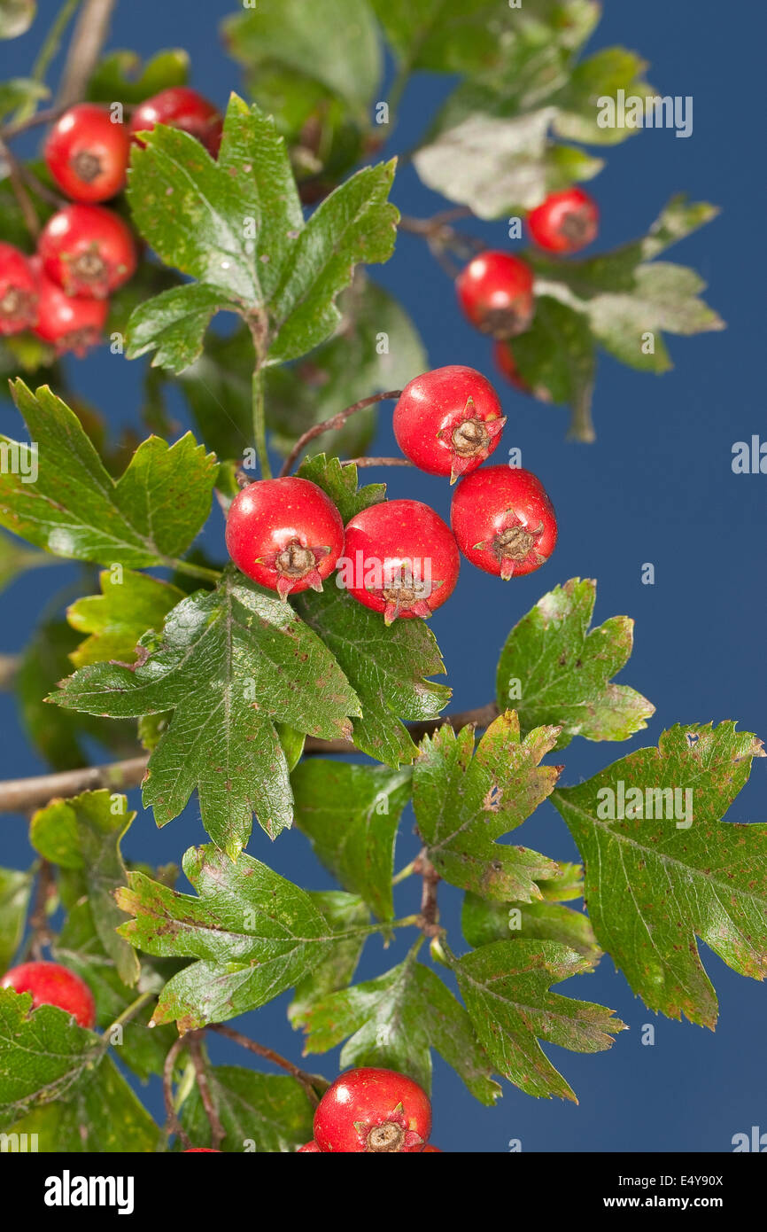 English Hawthorn, May, Eingriffliger Weißdorn, Weissdorn, Weiß-Dorn ...