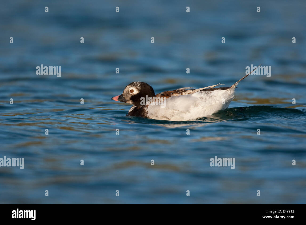 Long-tailed duck, oldsquaw, oldsquaw duck, female, Eisente, Eis-Ente ...