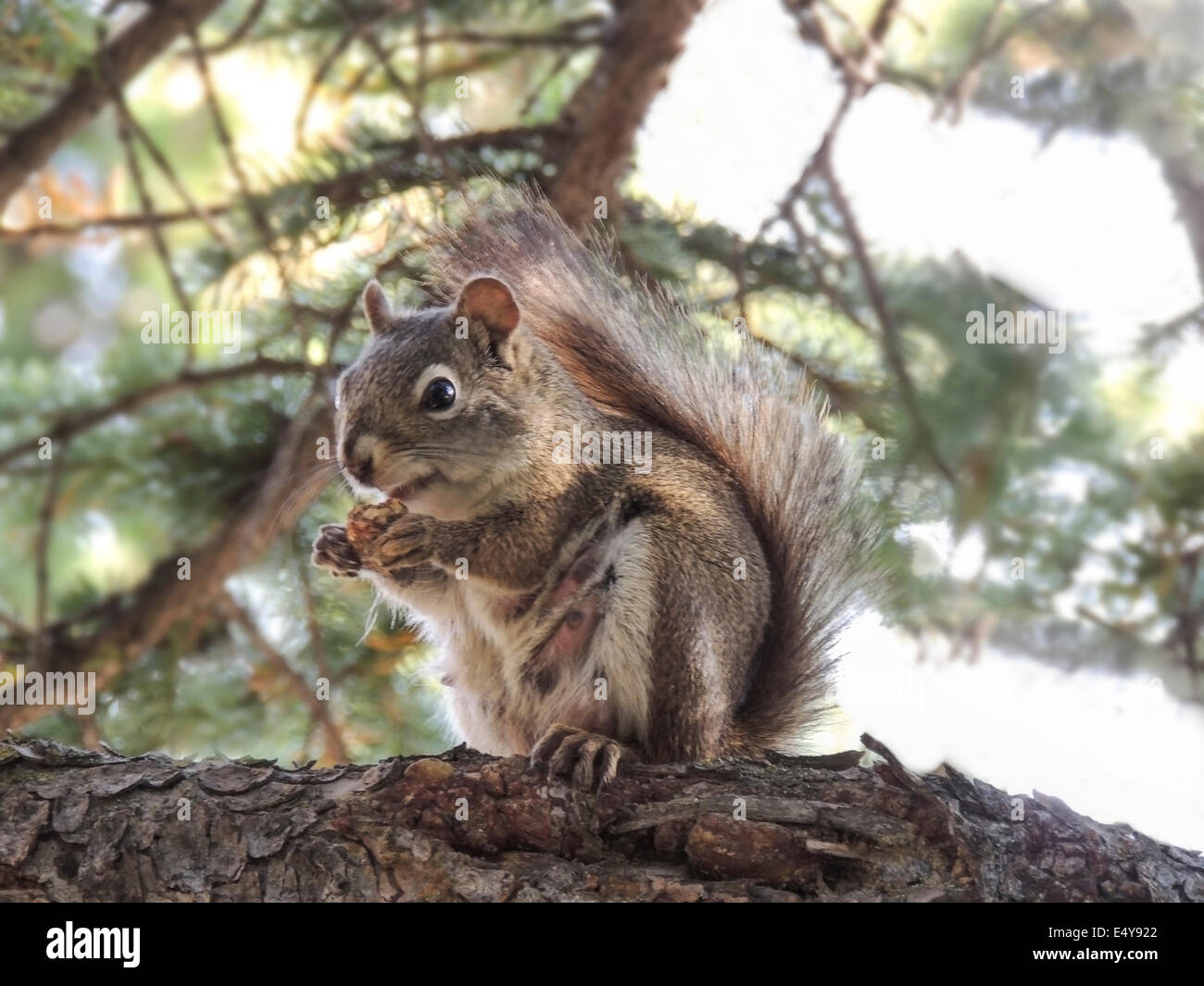 American red squirrel hi-res stock photography and images - Alamy