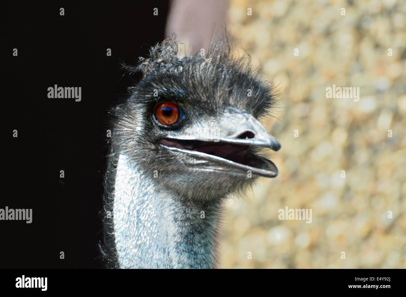 Emu head looking forward Stock Photo - Alamy