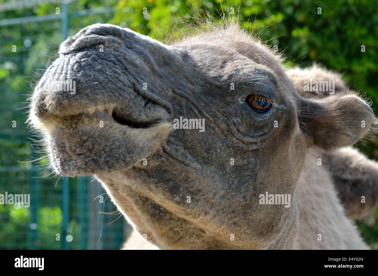 Camel desert close up hi-res stock photography and images - Alamy