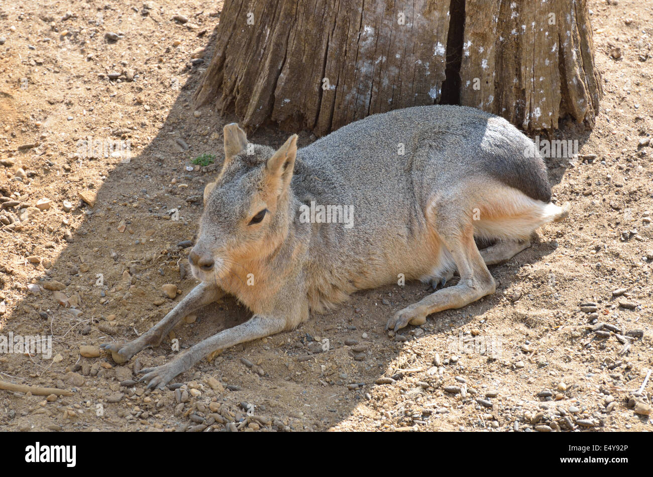 Cavy in Shade Stock Photo - Alamy