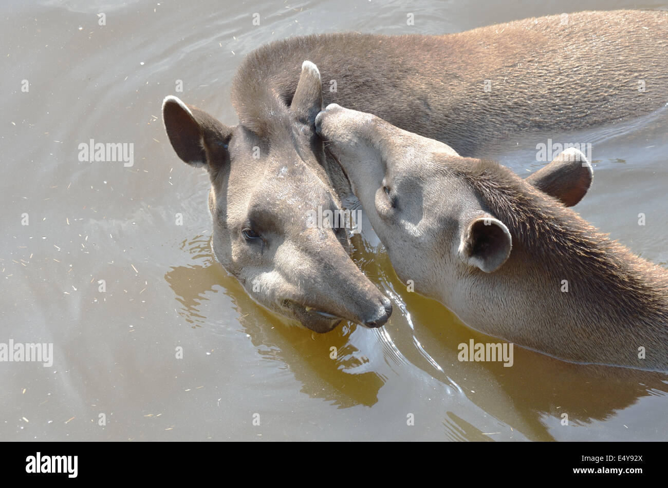tapirs in water Stock Photo - Alamy