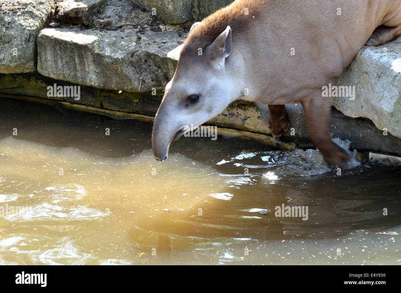 Tapir Foot High Resolution Stock Photography and Images - Alamy