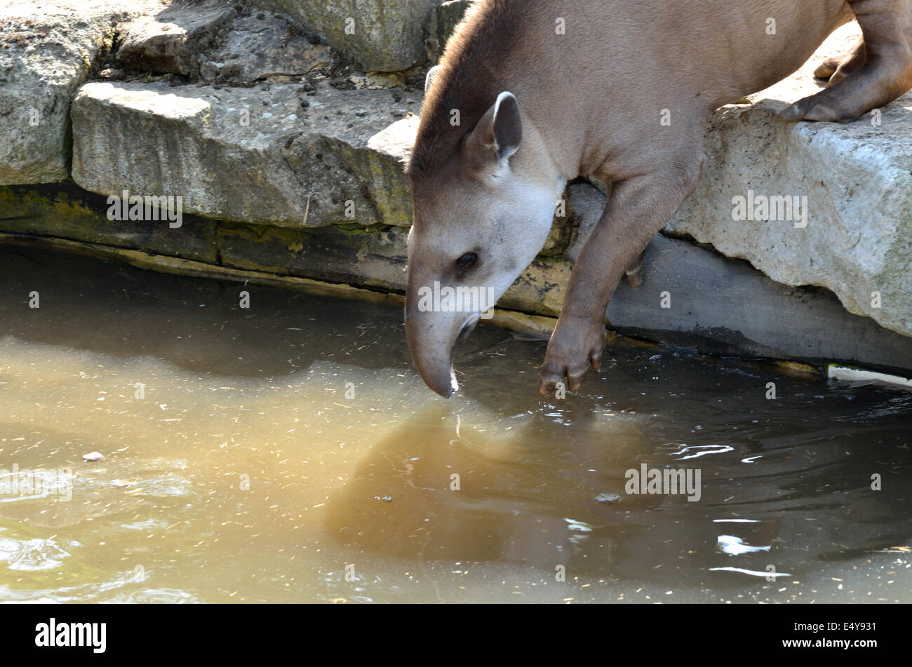 Tapir foot hi-res stock photography and images - Alamy