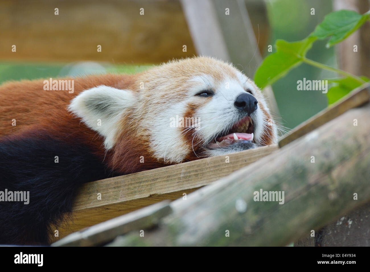 Red panda lying down Stock Photo - Alamy